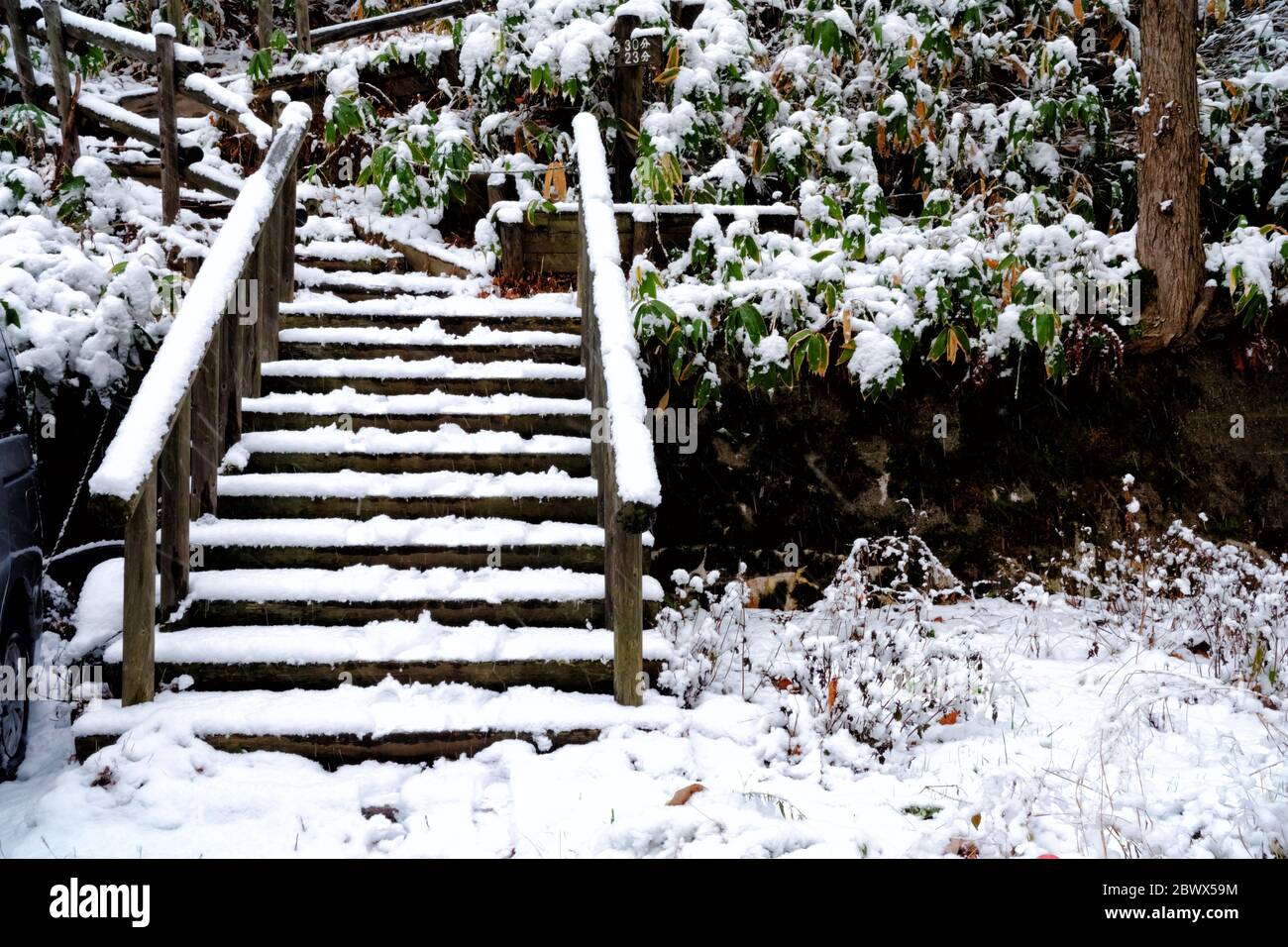 Snow covered staircase in forest hi-res stock photography and images ...
