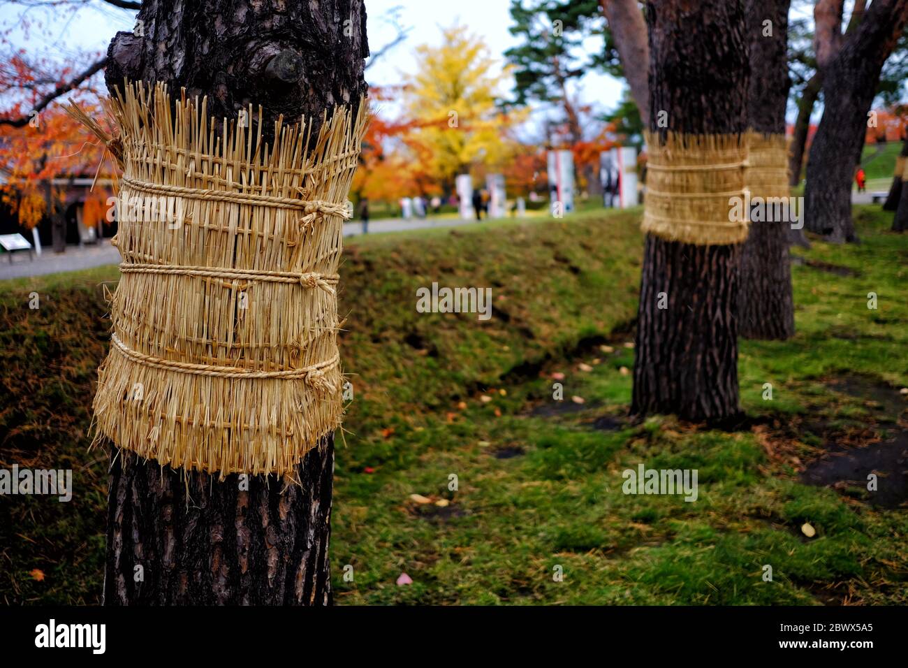 Straw belts hi-res stock photography and images - Alamy