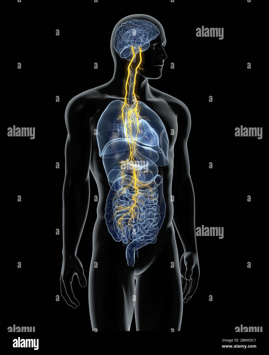 Vagus nerve hi-res stock photography and images - Alamy