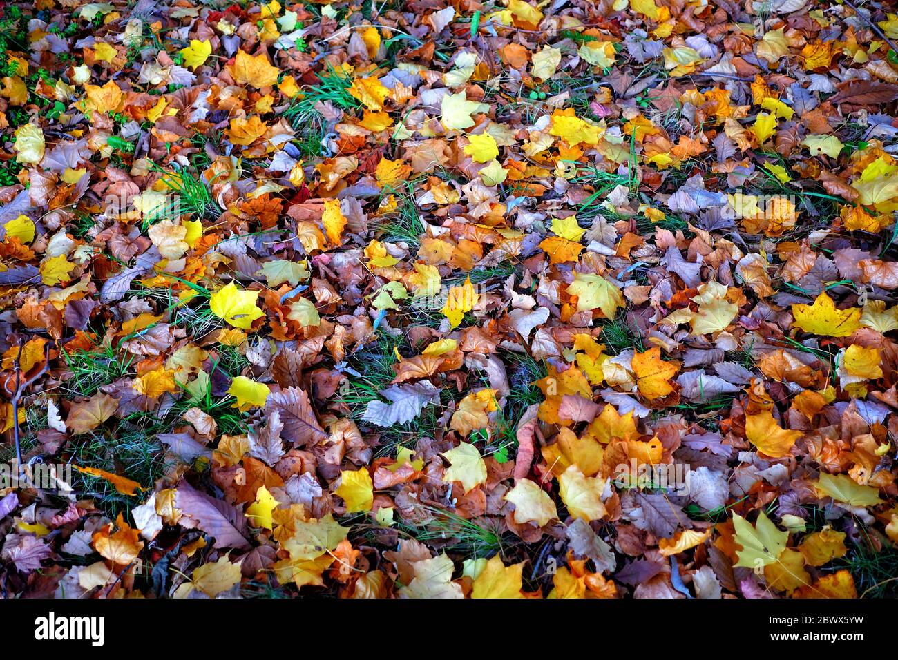 Leaves falling on ground hi-res stock photography and images - Alamy