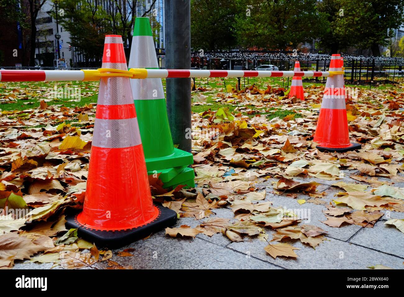 Traffic Cone with Falling Maple Leaves on the Ground in the Park Stock ...