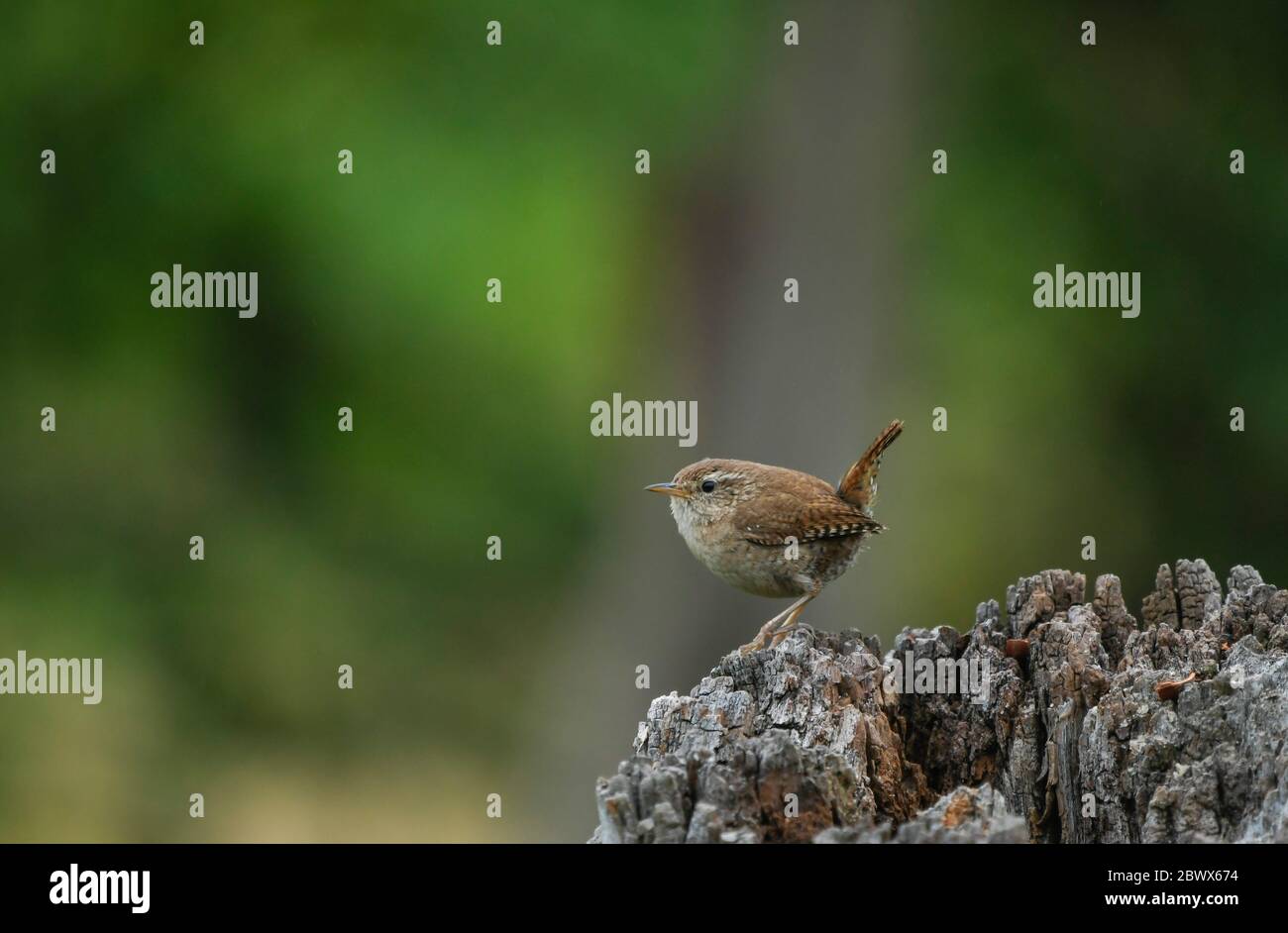 Vertebrados vertebrados hi-res stock photography and images - Alamy