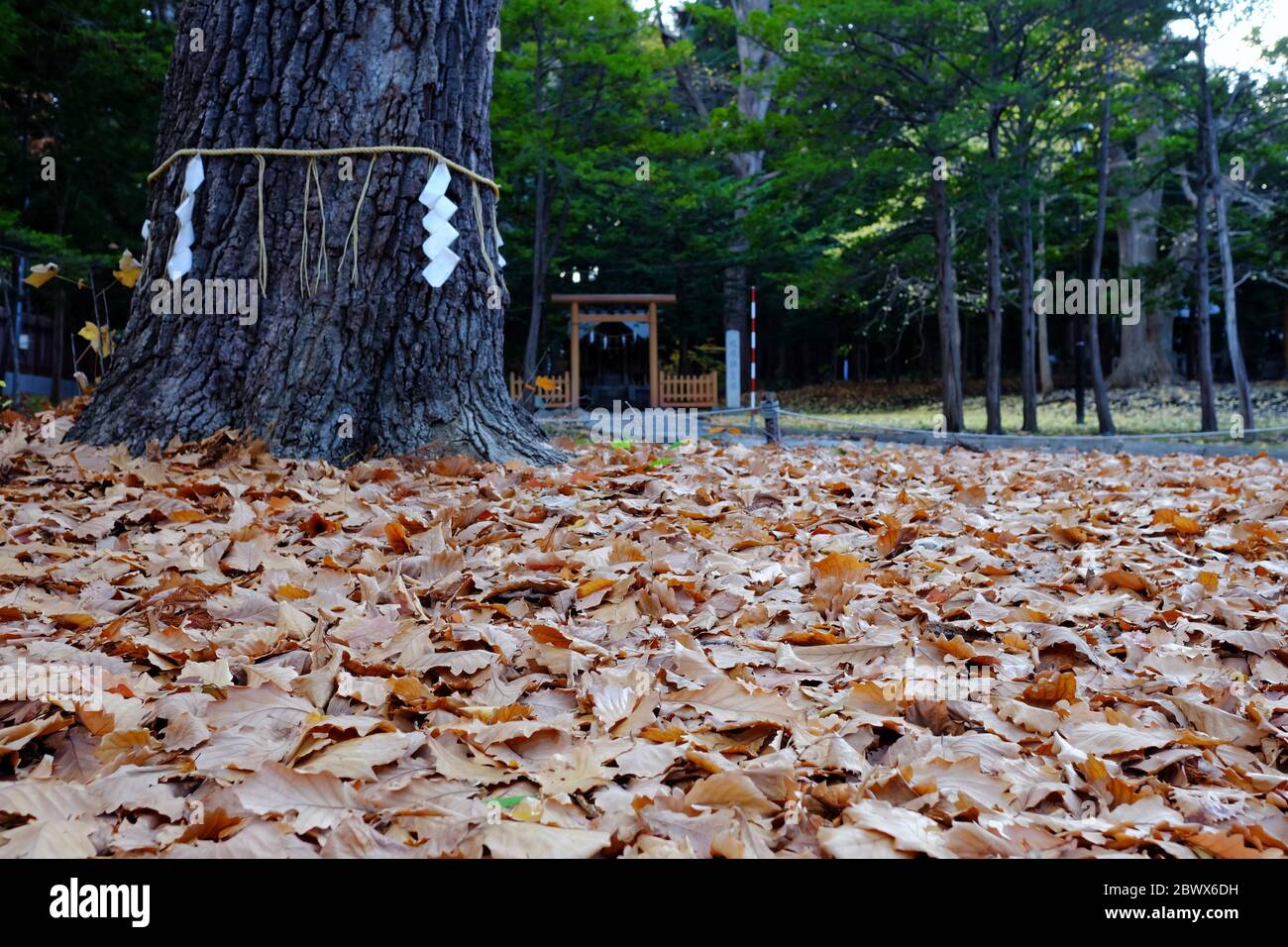 Falling Maple Leaves of Holly Tree in Front of Japanese Shrine in the ...