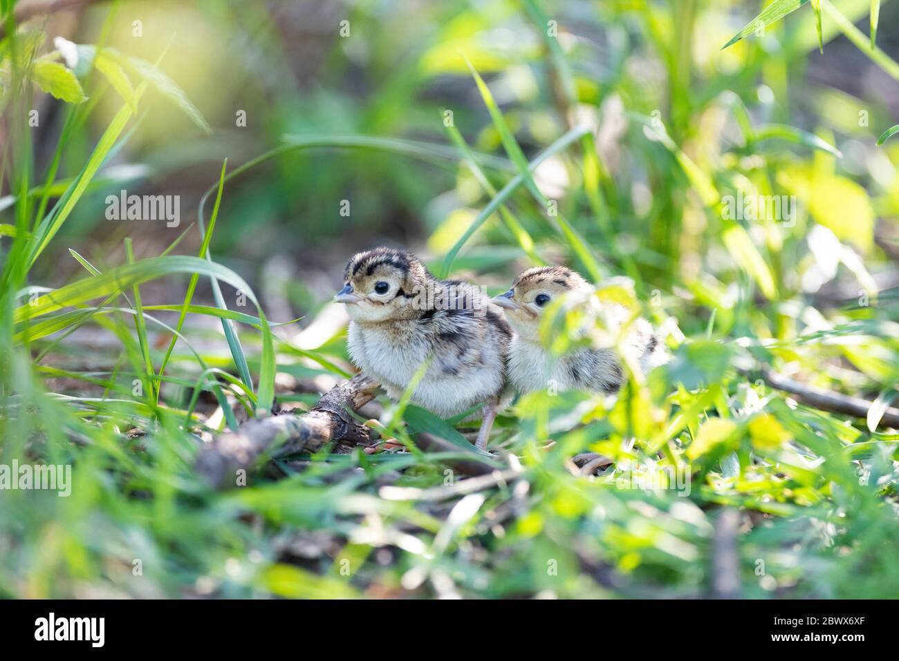 Pheasant chicks hi-res stock photography and images - Alamy