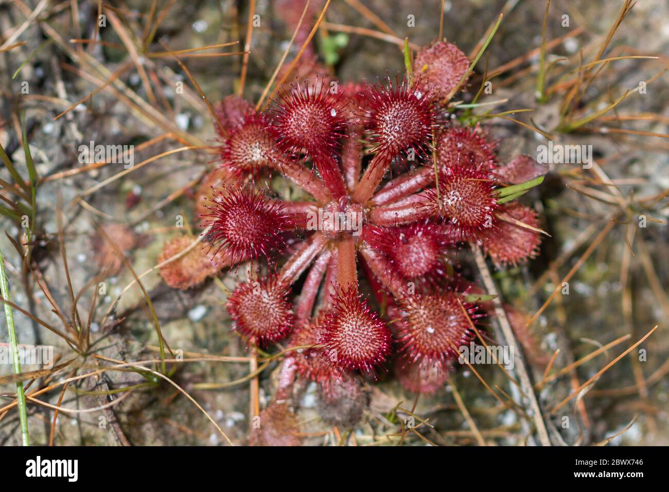 Drosera capillaris in Liberty County, Florida, USA Stock Photo - Alamy