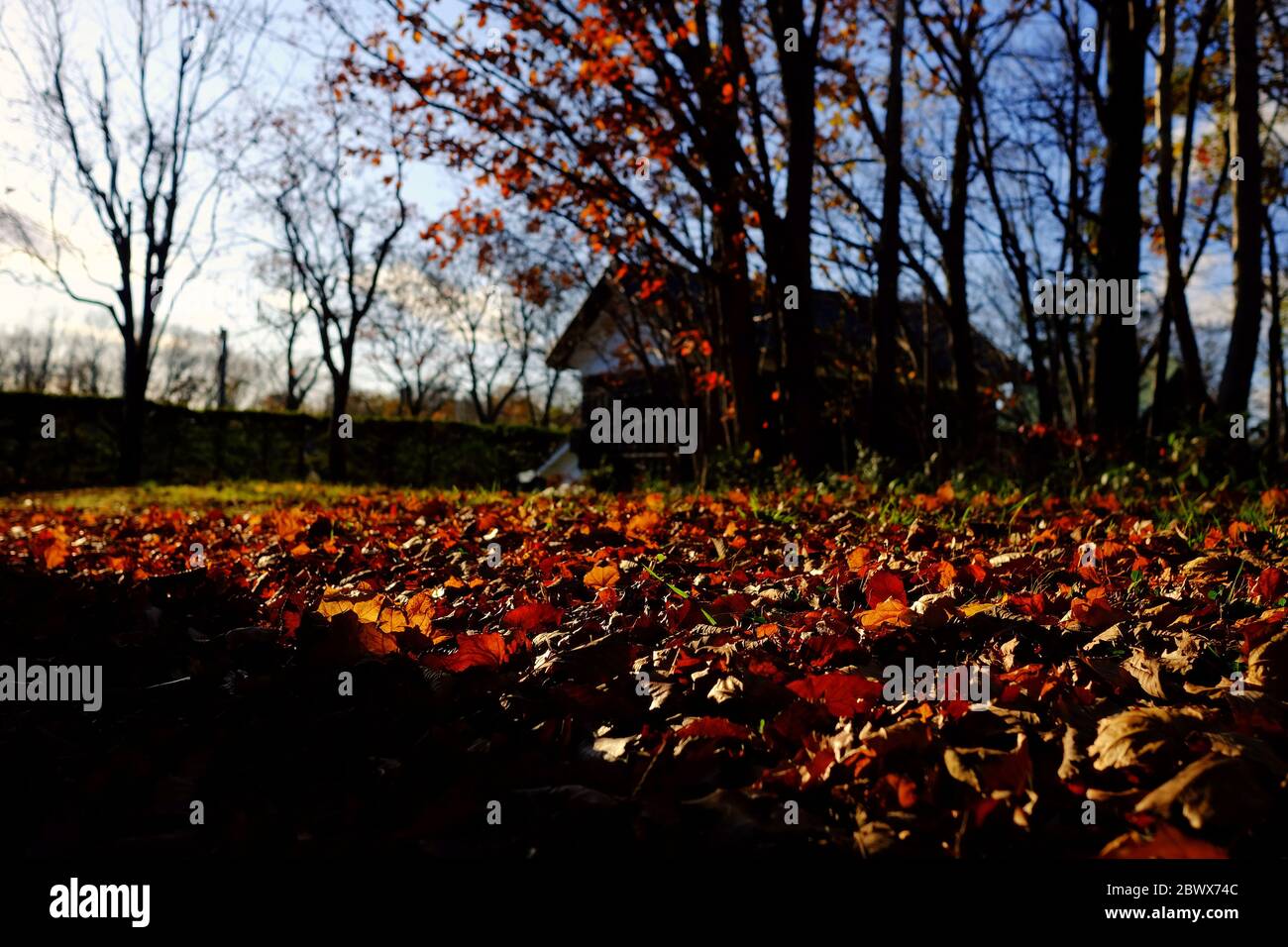 Maple Falling Leaves and Sunset Beam on Ground in the Backyard Stock ...