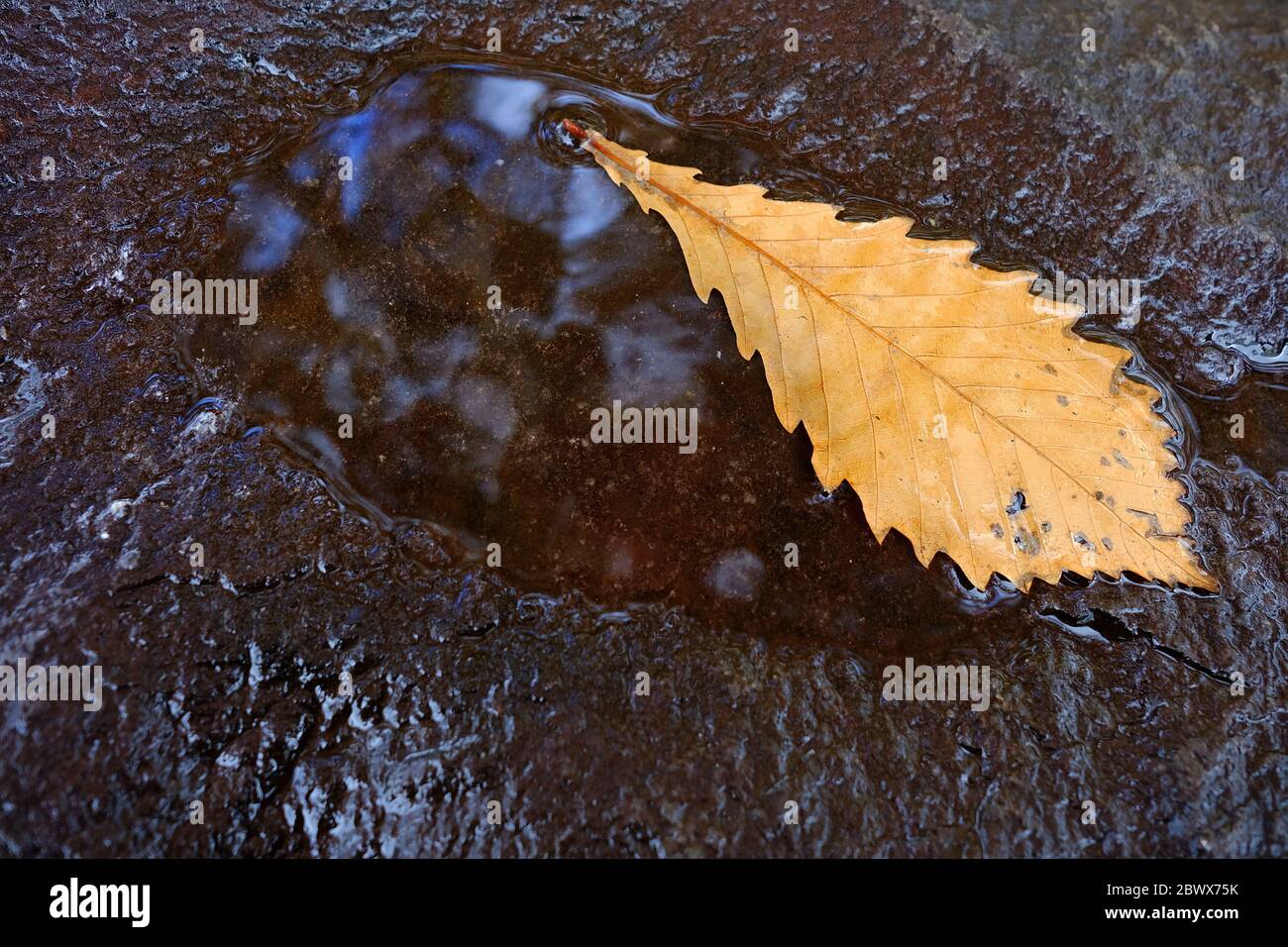 Falling Yellow Leaf in Puddle Stock Photo - Alamy