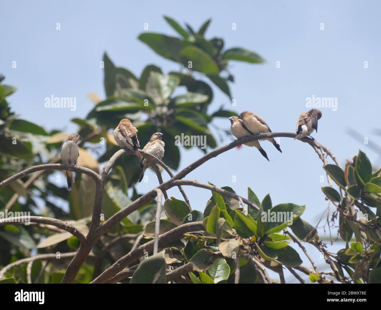 Gregarious juveniles of Red-billed firefinch (Lagonosticta senegala ...