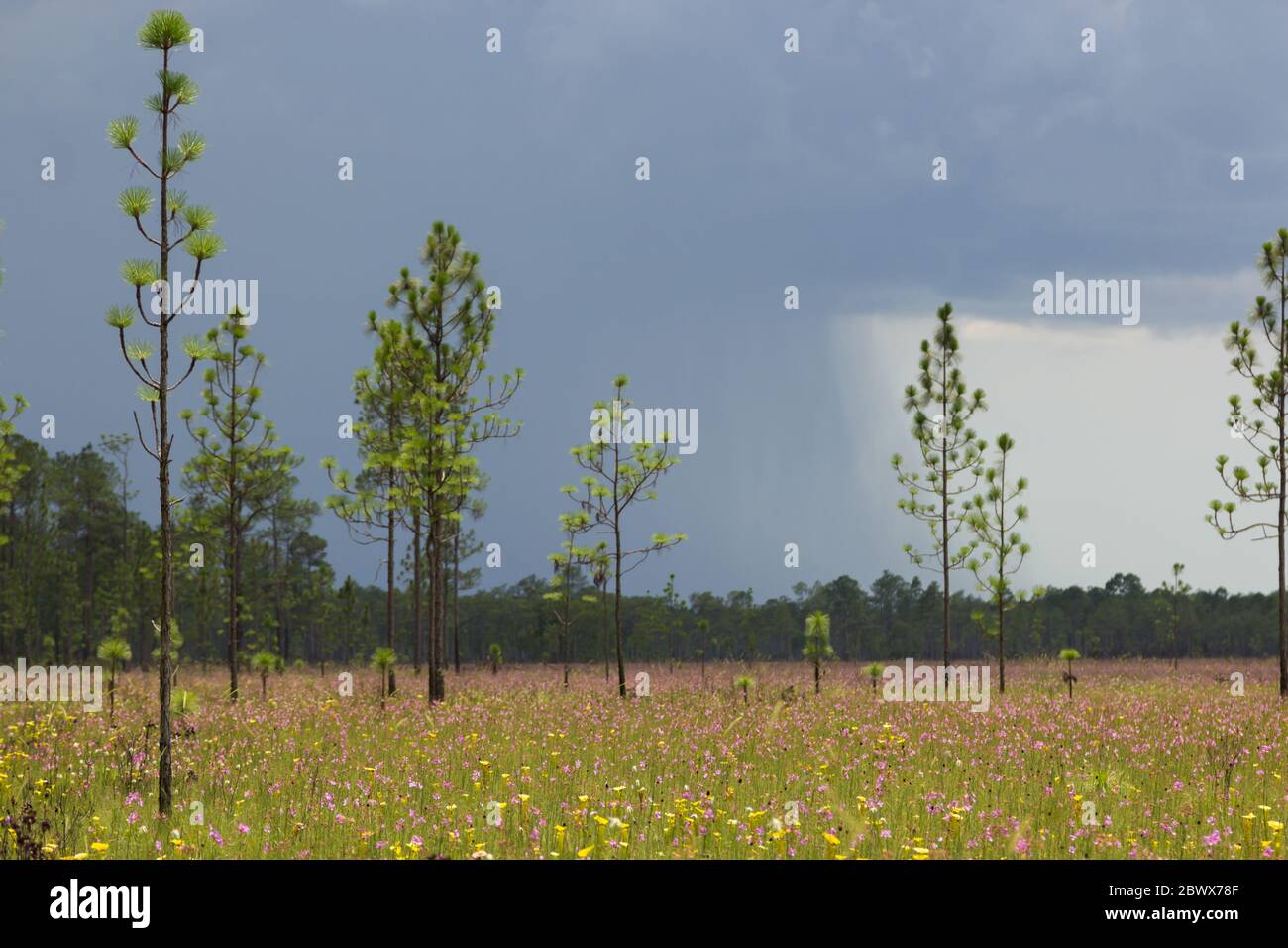Pitcher plant bog in Liberty County, Florida, USA Stock Photo - Alamy
