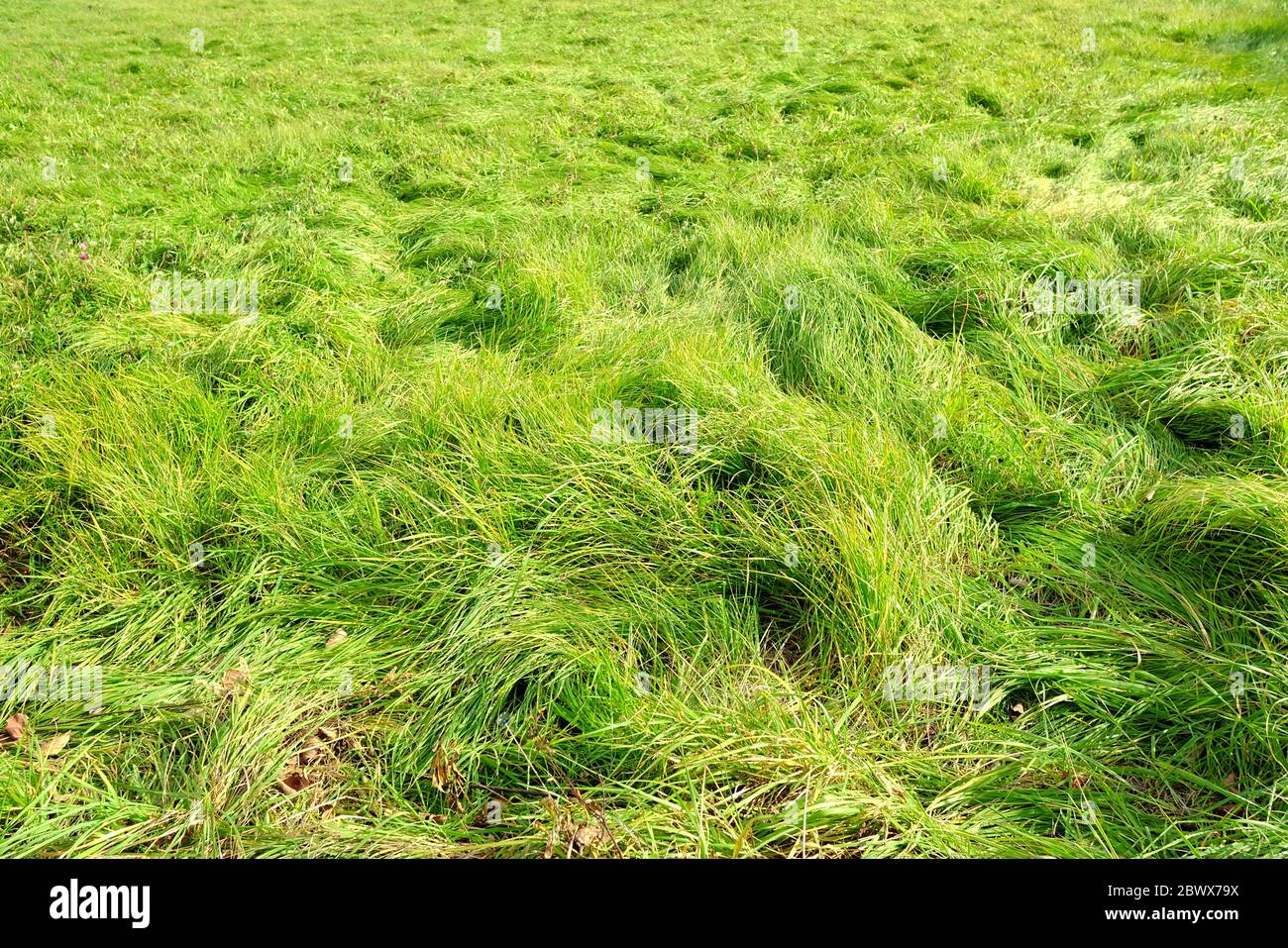 Beautiful Green Field Texture Background Stock Photo - Alamy