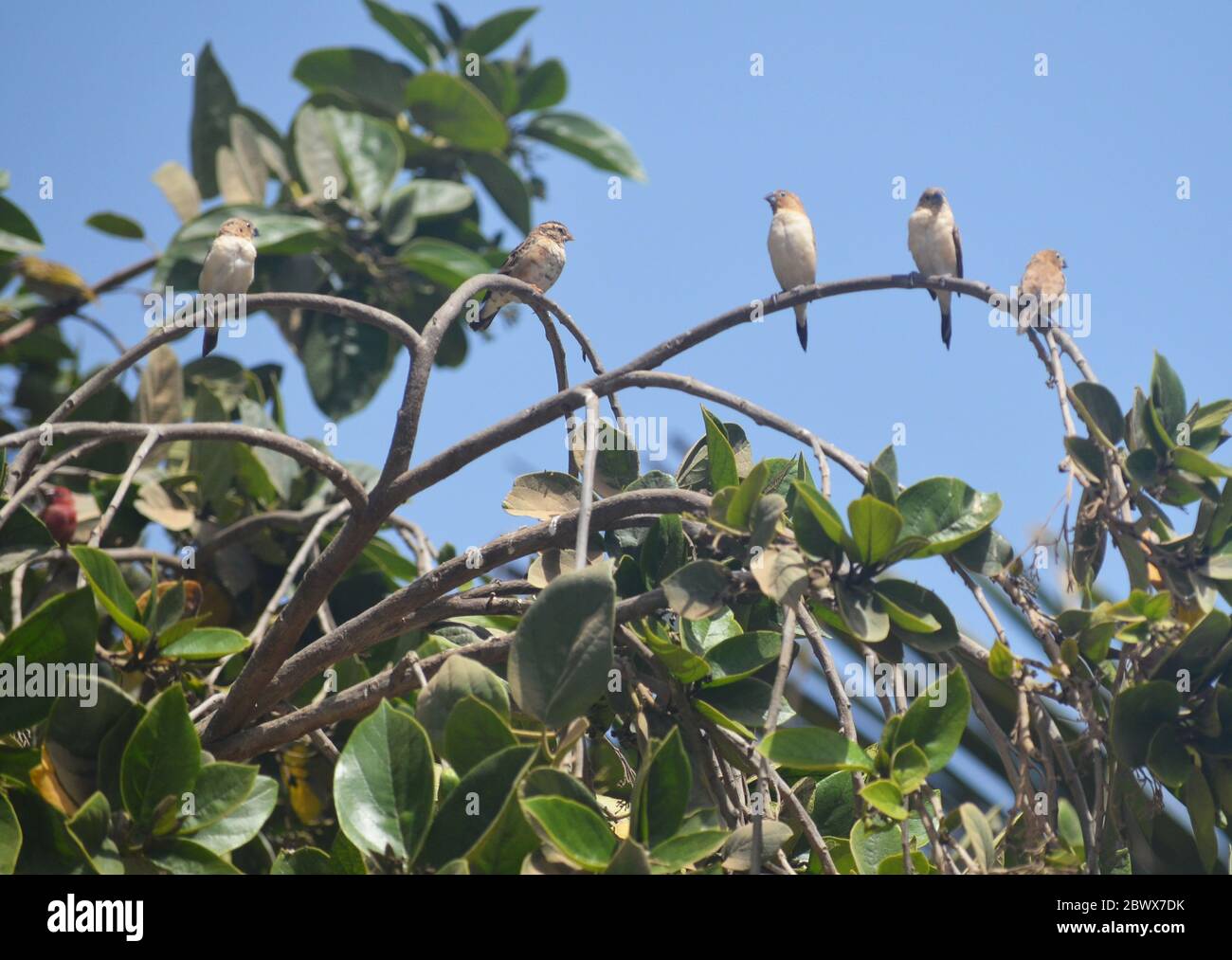 Gregarious juveniles of Red-billed firefinch (Lagonosticta senegala ...