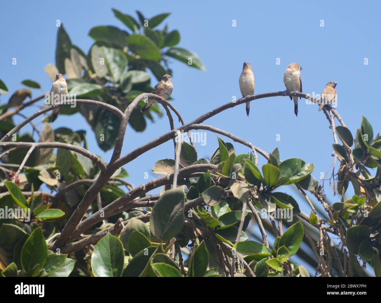 Gregarious juveniles of Red-billed firefinch (Lagonosticta senegala ...