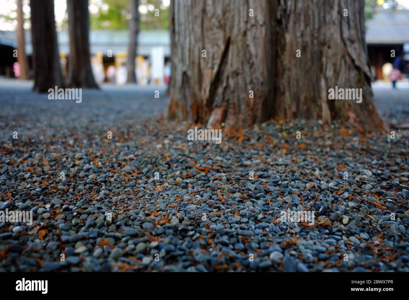 Close up Little Pebbles and Falling Leaves on Ground in the Park Stock ...