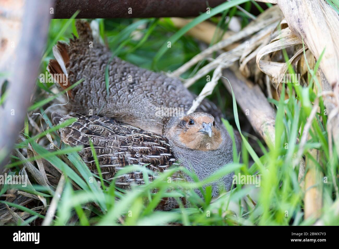 Nest grey partridge hi-res stock photography and images - Alamy
