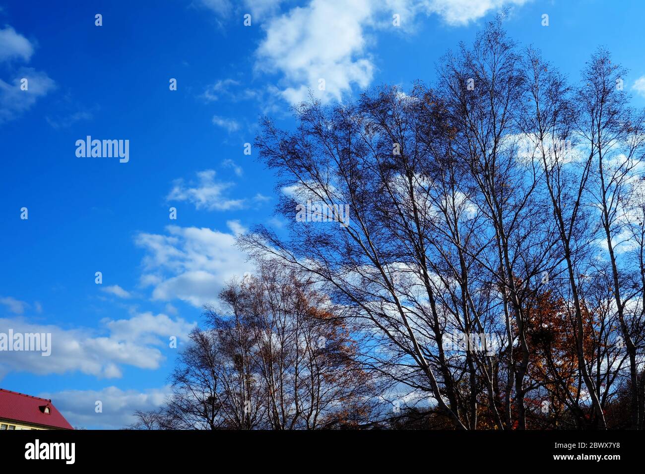 Bottom view pine trees hi-res stock photography and images - Alamy