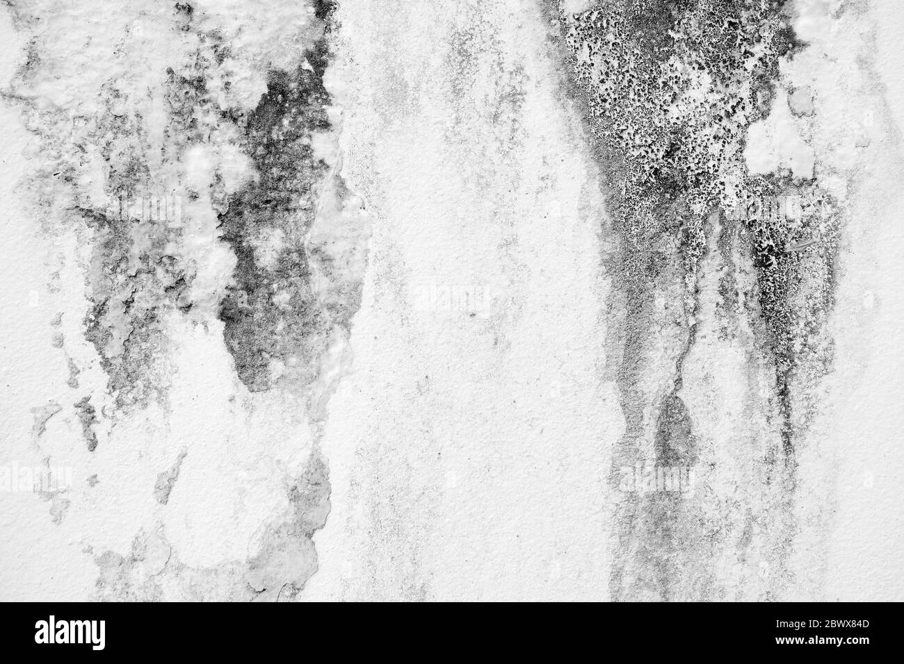 White Mould and Fungus on Plaster Wall Background Stock Photo - Alamy