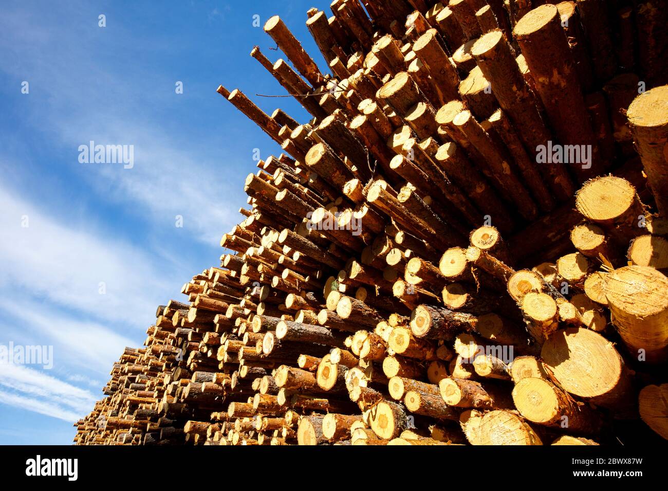 Pine log pile hi-res stock photography and images - Alamy