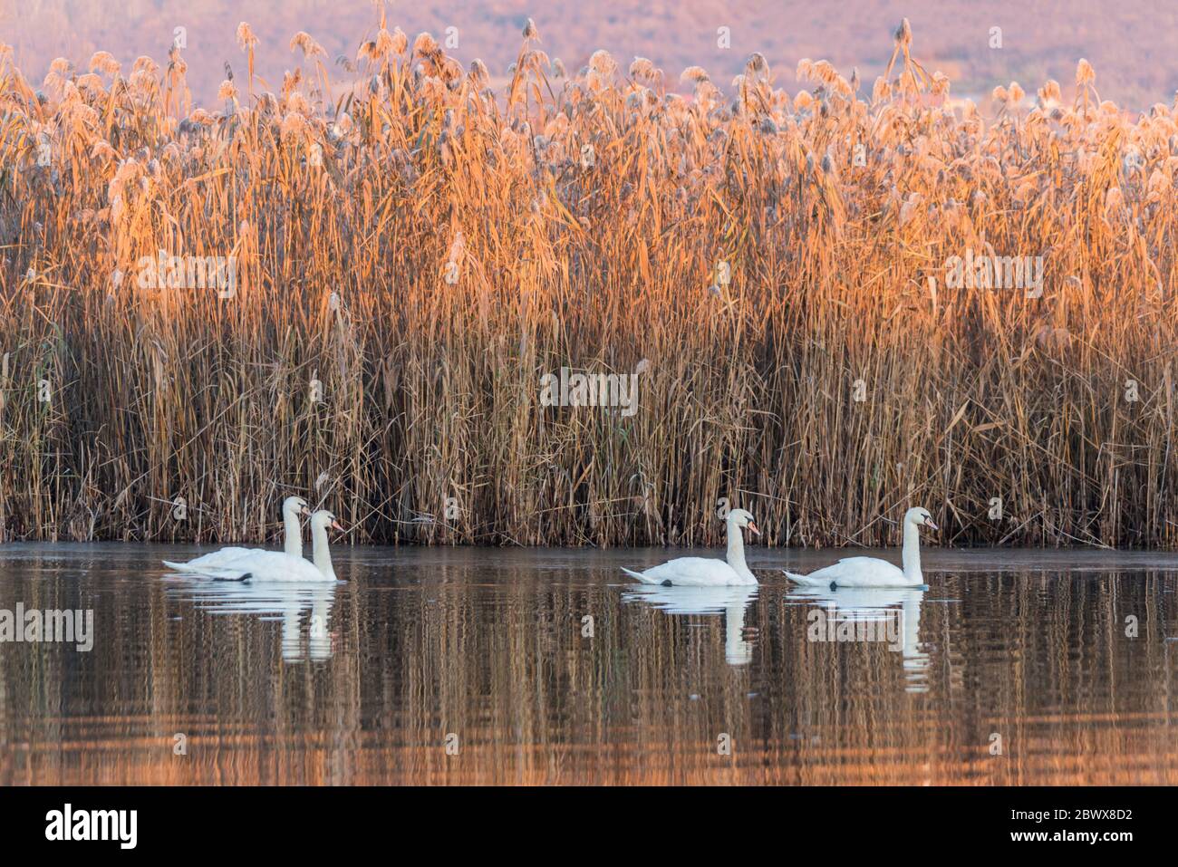 Swans by mountain lake hi-res stock photography and images - Alamy