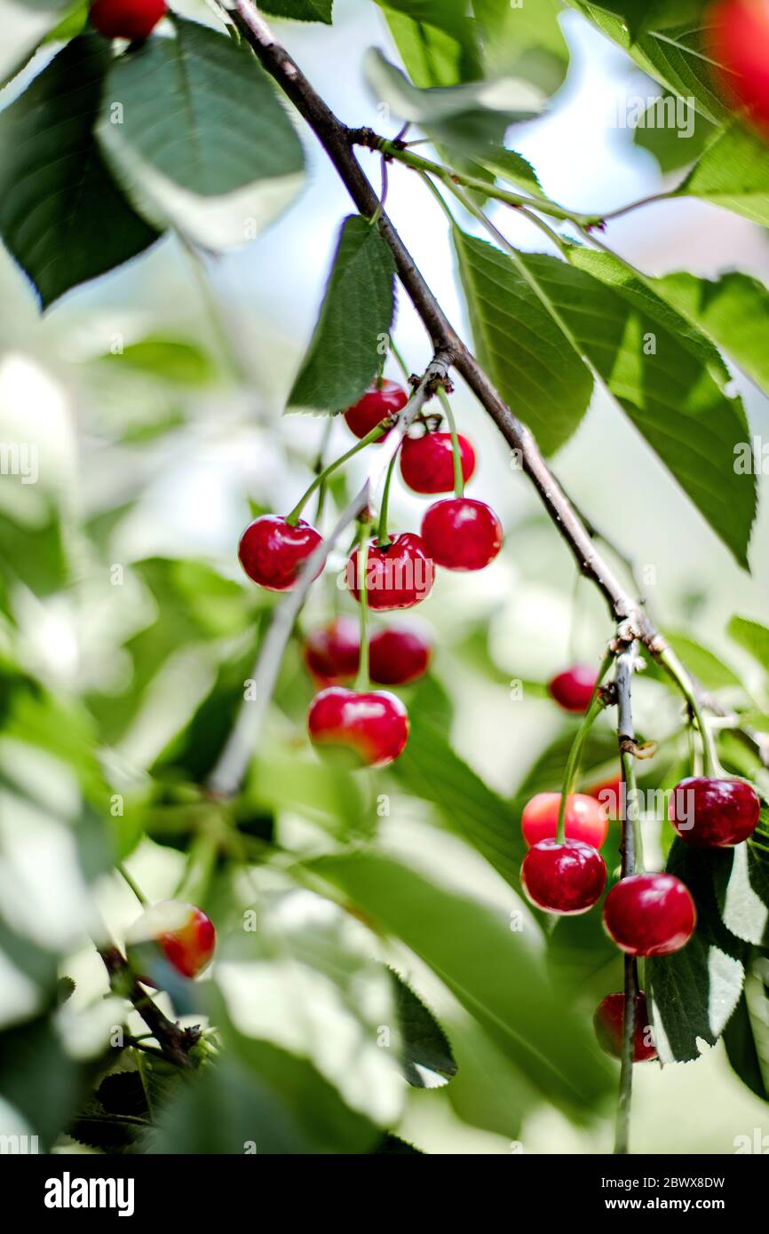 June berry tree hi-res stock photography and images - Alamy