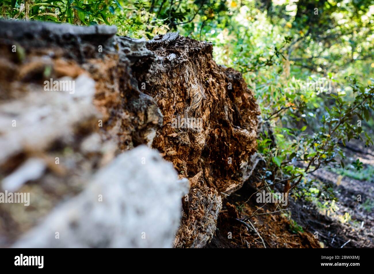 Teak tree trunk hi-res stock photography and images - Alamy