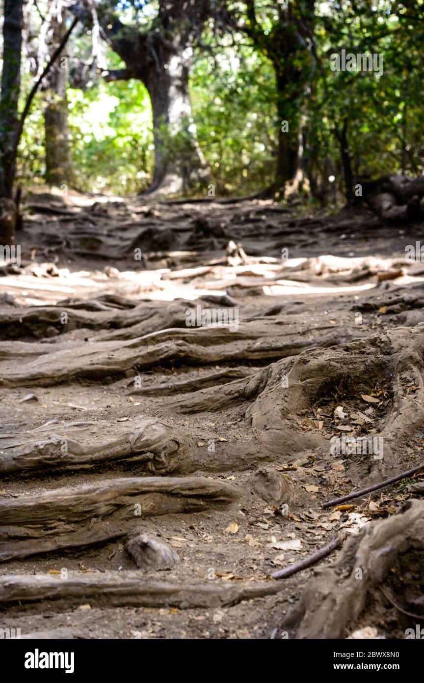 Photograph from the ground to the branches of a tree in a forest Stock ...