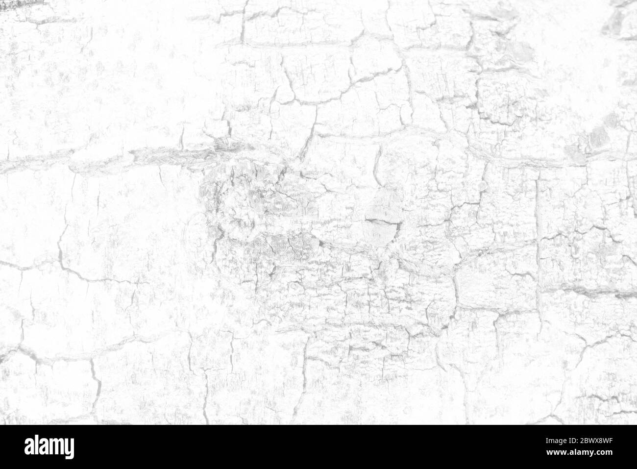 White Tree Bark Texture Background, Suitable for Presentation and ...