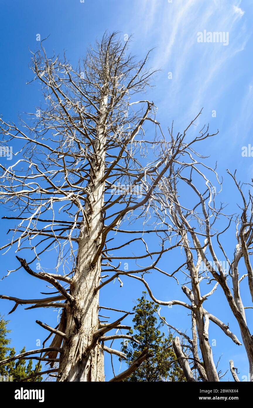 Beautiful dry long branches hi-res stock photography and images - Alamy