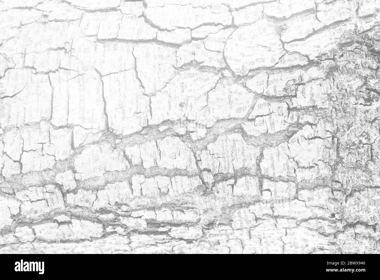 White Tree Bark Texture Background, Suitable for Presentation and ...