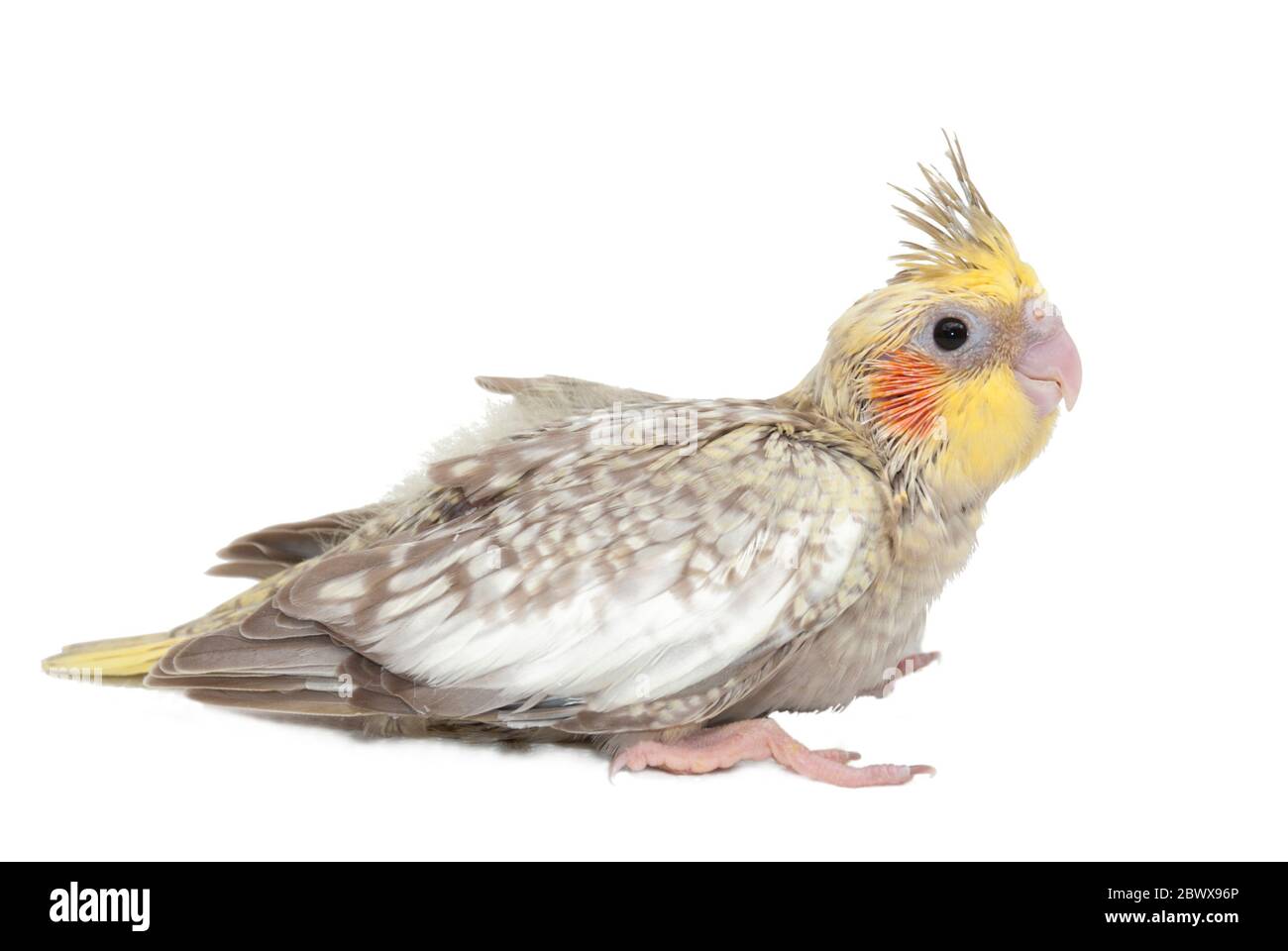 A pet cockatiel nestling isolated on white background Stock Photo - Alamy