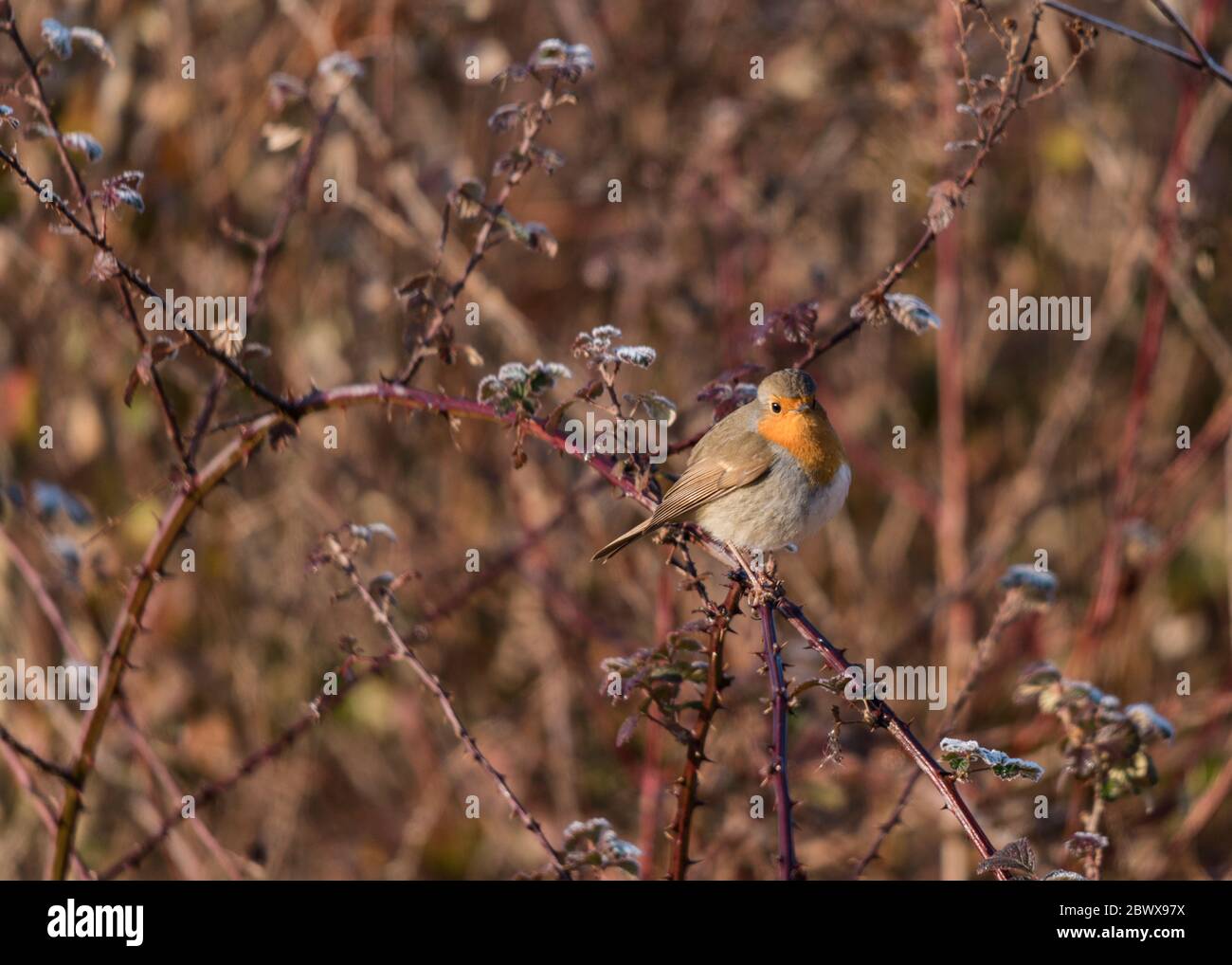 European robin in winter Stock Photo - Alamy