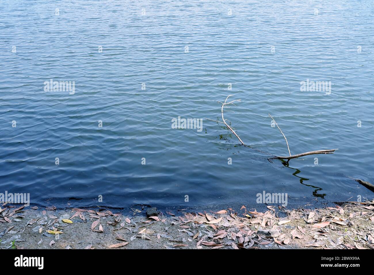 Tree branches in river hi-res stock photography and images - Alamy