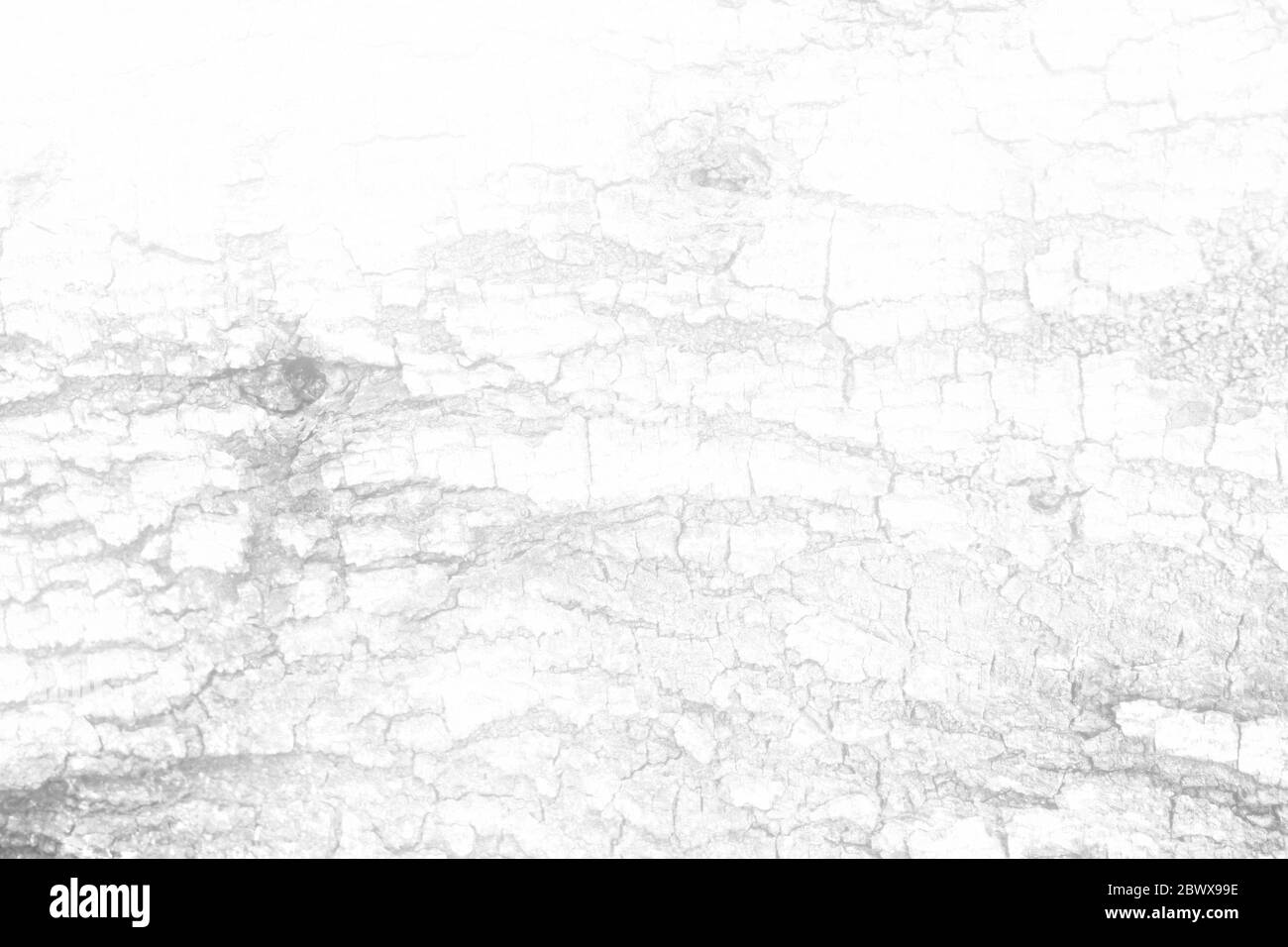 White Tree Bark Texture Background, Suitable for Presentation and ...