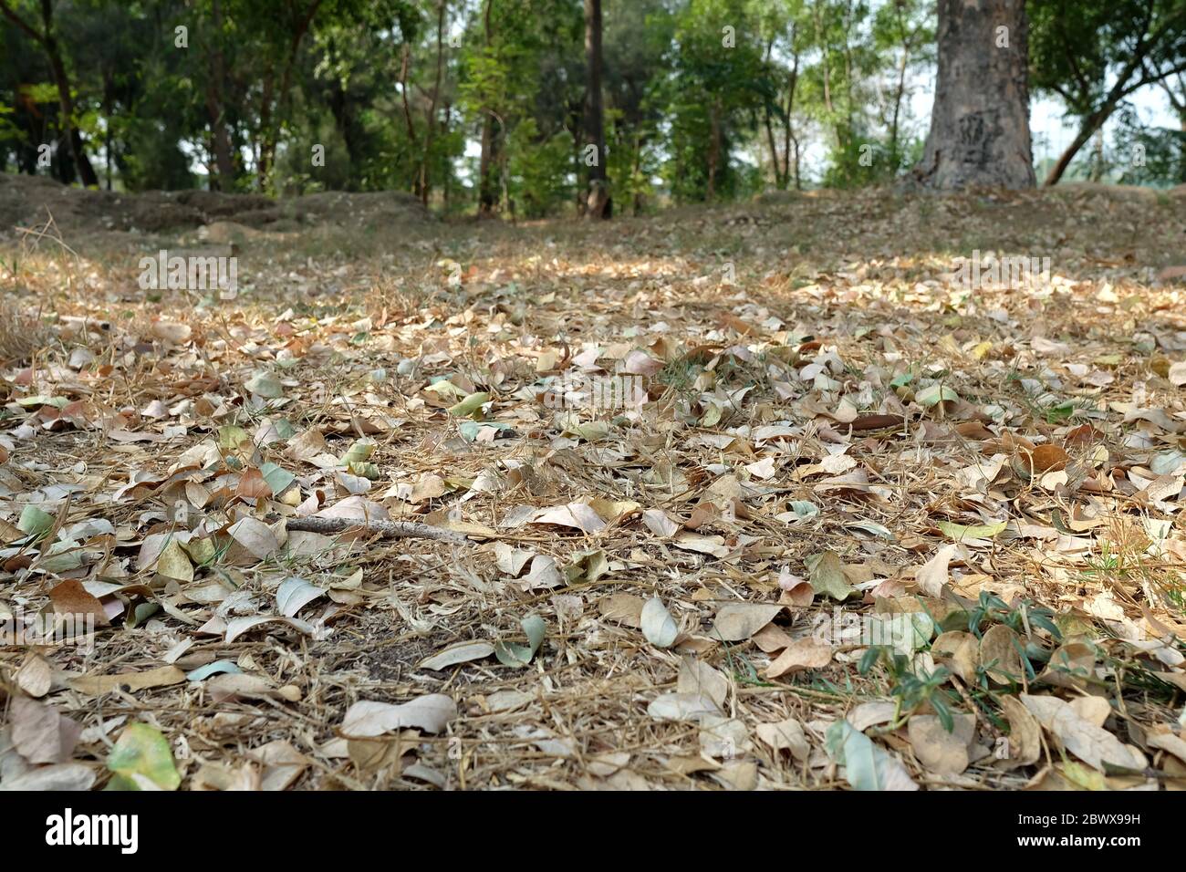 Dried tree in natural park hi-res stock photography and images - Alamy
