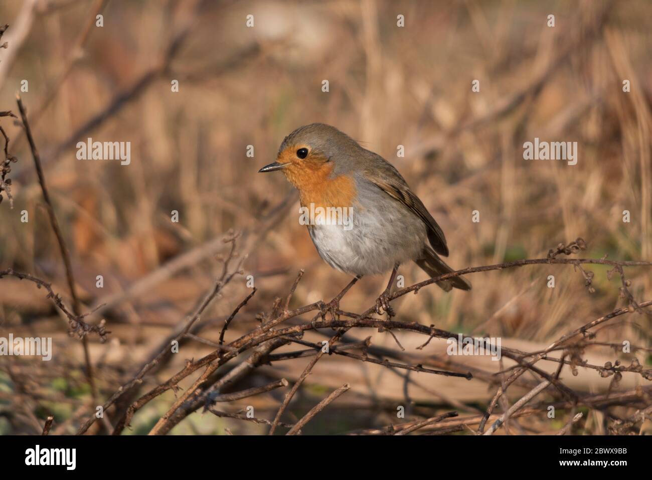 European robin in winter Stock Photo - Alamy