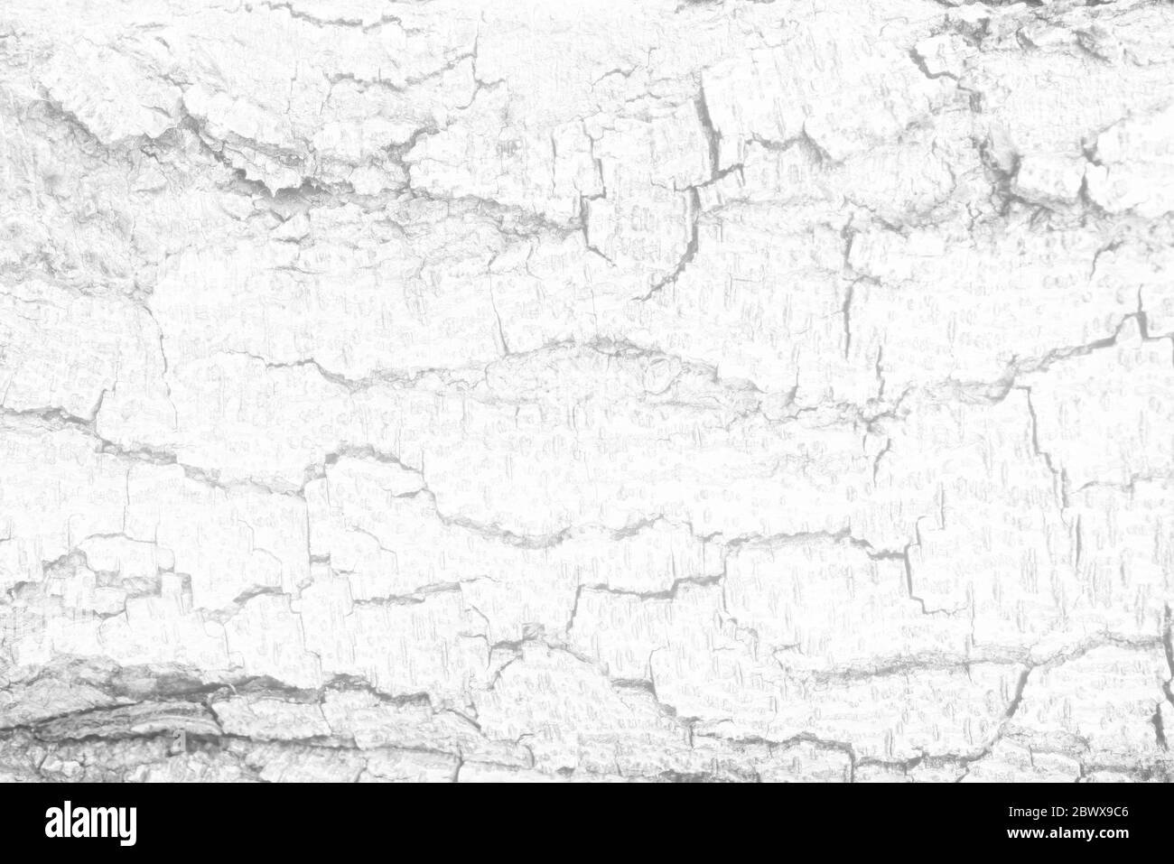 White Tree Bark Texture Background, Suitable for Presentation and ...