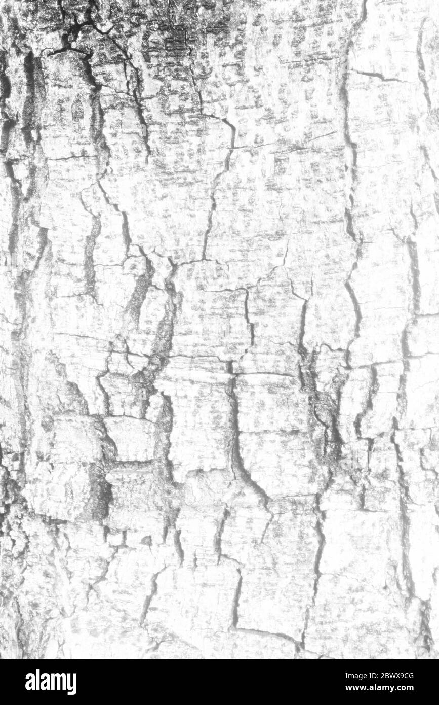 White Tree Bark Texture Background, Suitable for Presentation and ...