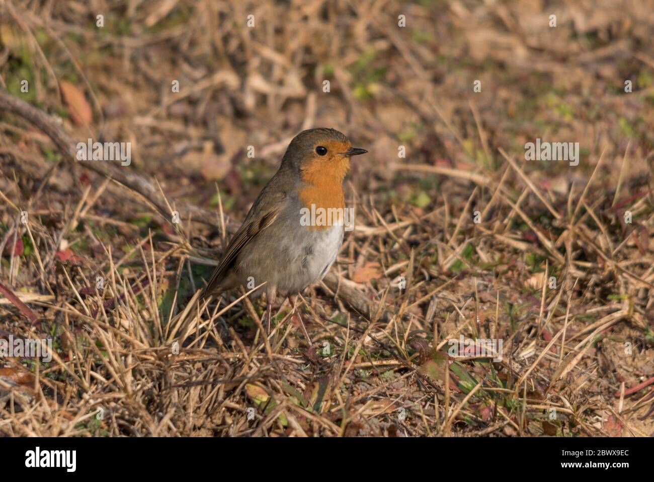 European robin in winter Stock Photo - Alamy