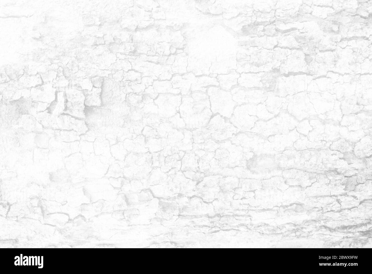 White Tree Bark Texture Background, Suitable for Presentation and ...