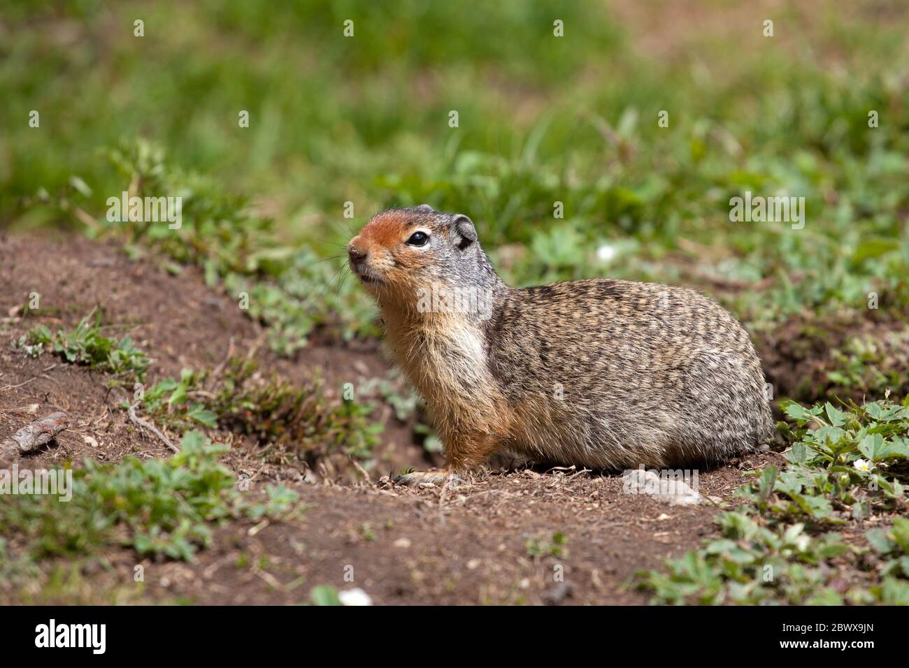 Columbian Ground Squirrel Stock Photo - Alamy