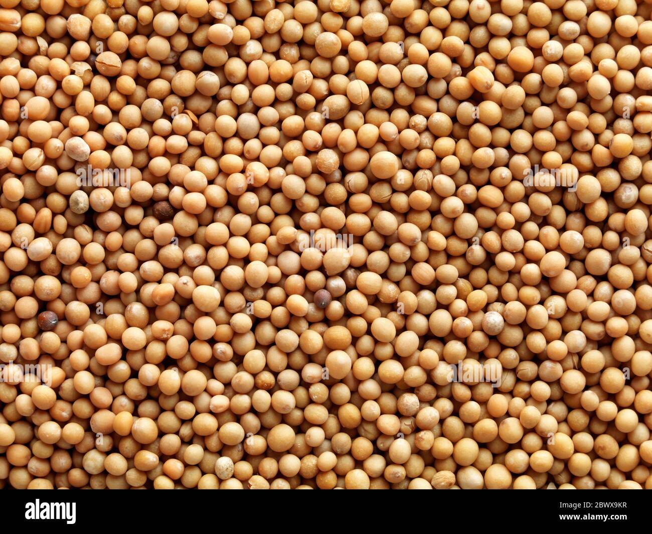 Mustard Seeds overhead full frame Stock Photo - Alamy