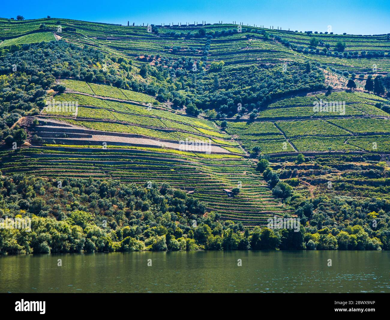 Douro Valley's terraced vineyards and lone smal building with the river ...