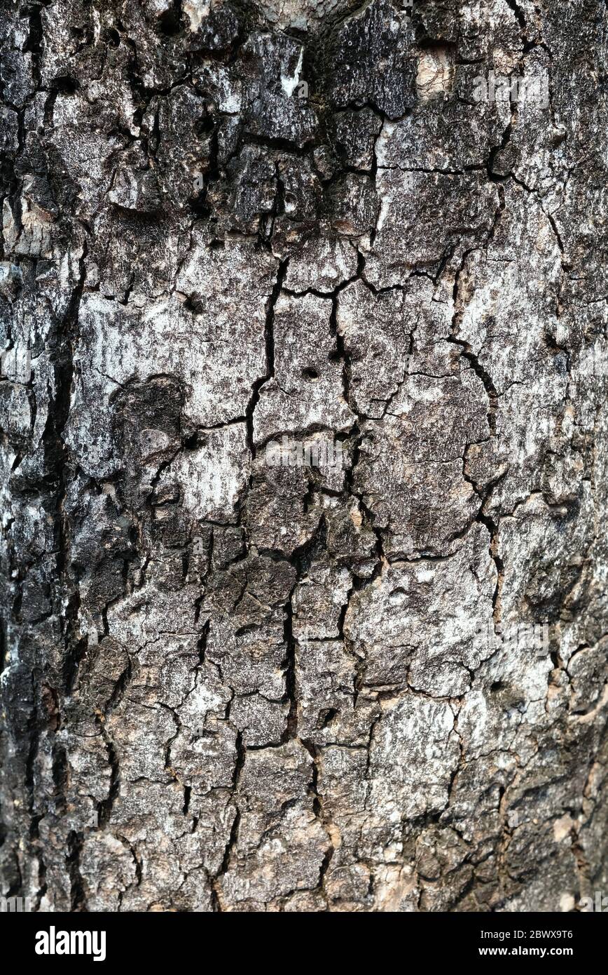 Close up Texture of Tree Trunk in the Park Stock Photo - Alamy