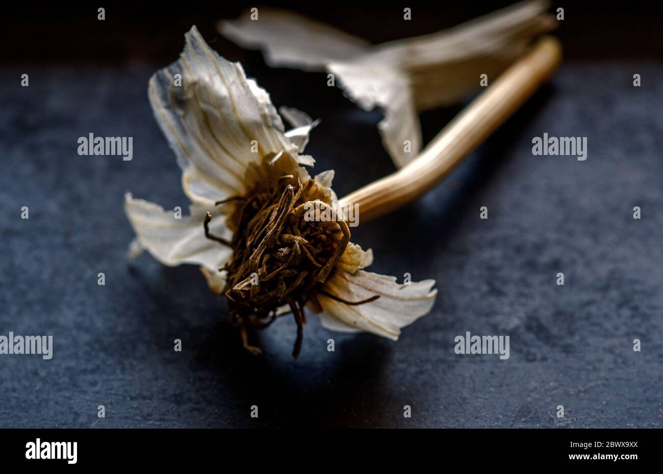 19 May 2020 Food still life Closeup of peeled Garlic skins on a black ...