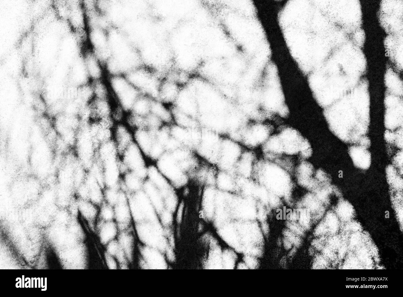 Black Shadow of Trees on White Concrete Wall Texture Background Stock ...