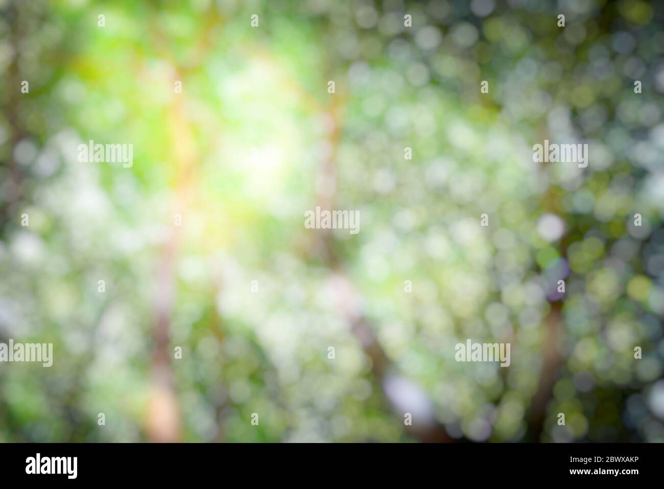 Light leak in forest hi-res stock photography and images - Alamy