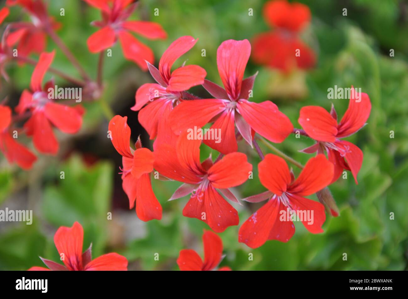 Pelargonium pe hi-res stock photography and images - Alamy
