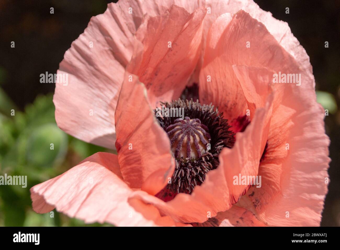 Dusty pink flower hi-res stock photography and images - Alamy