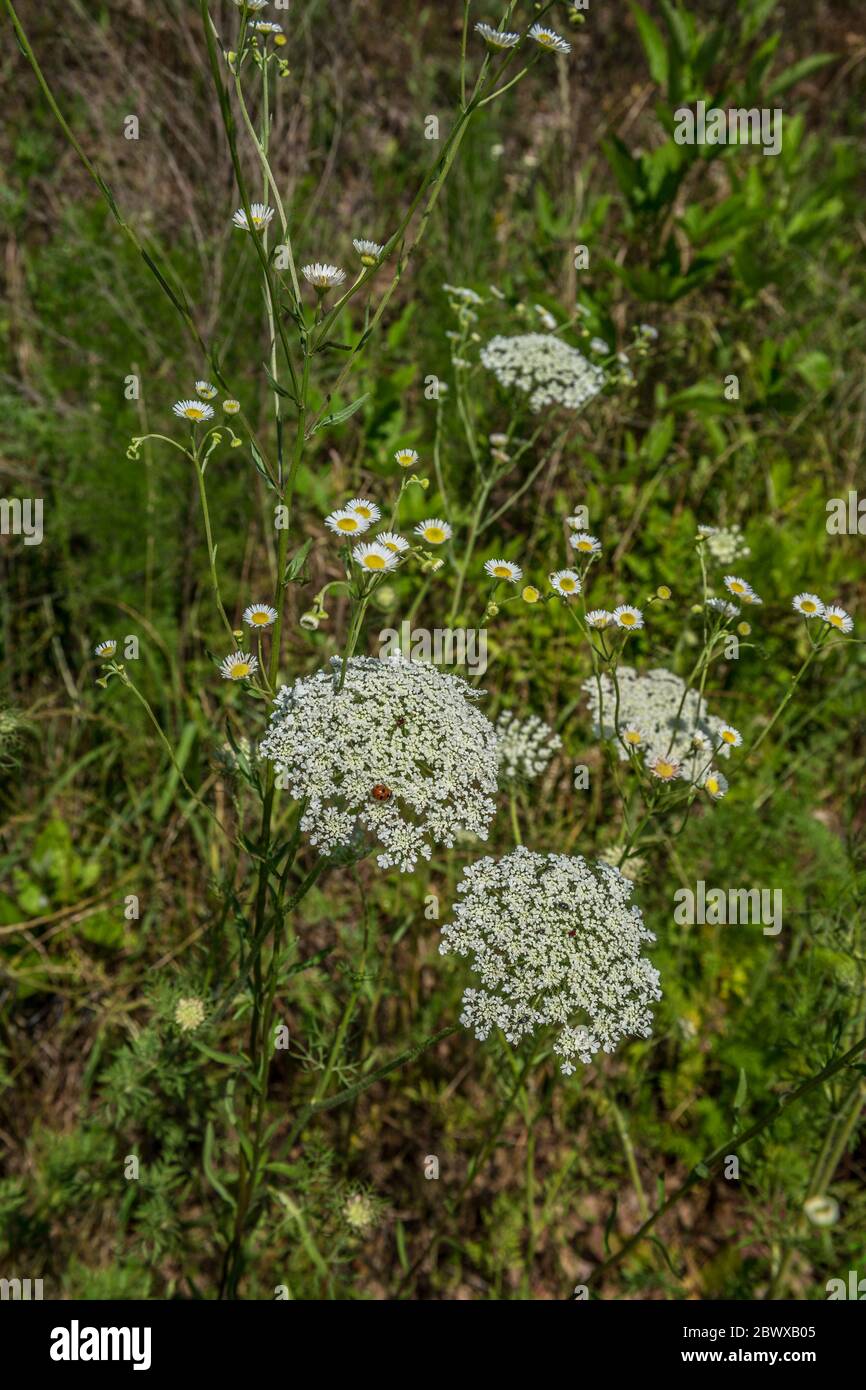 A ladybug and other little beetle bugs grazing the tops of the Queen ...