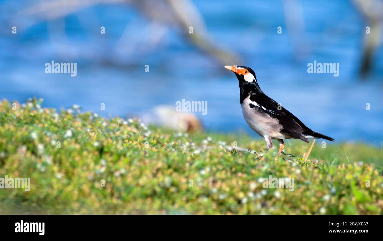 Species of starling hi-res stock photography and images - Alamy