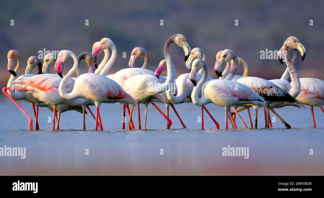 Graceful long neck bird in pink hi-res stock photography and images - Alamy